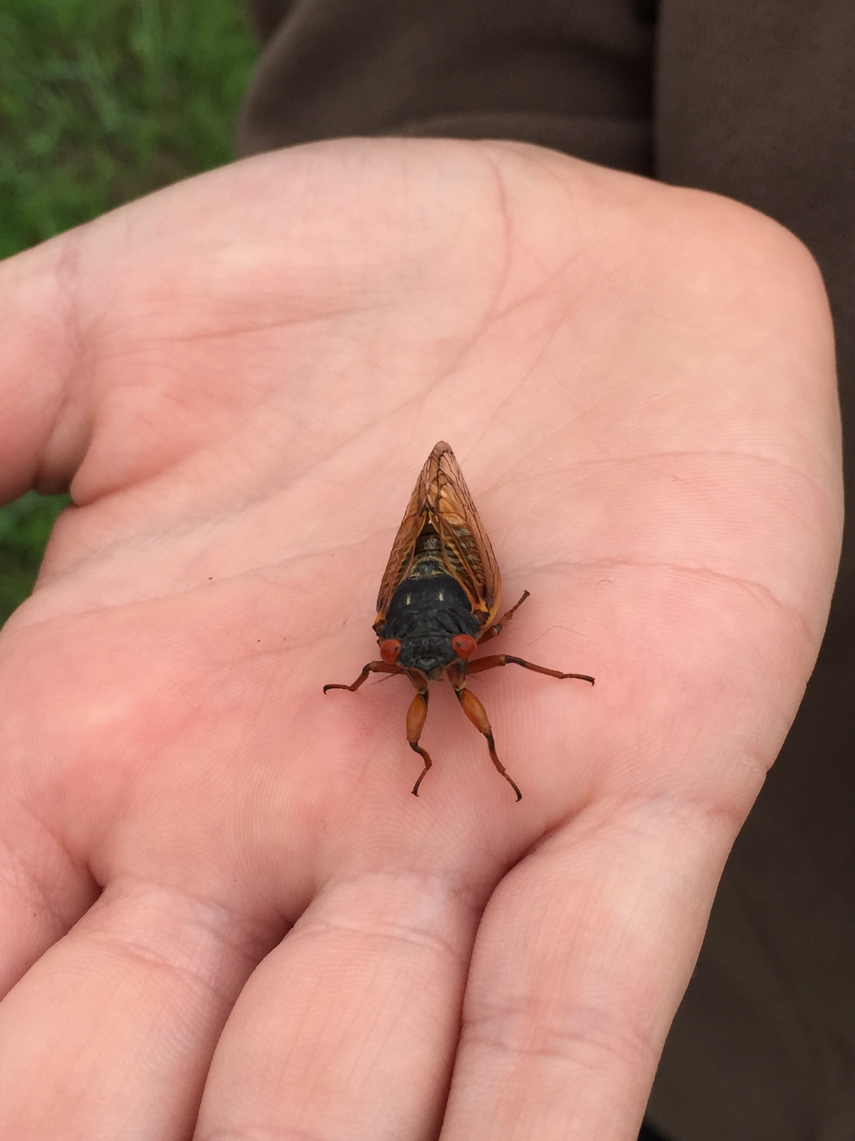 Photo gallery: Reader Submitted photos of the 17-year cicadas | News ...